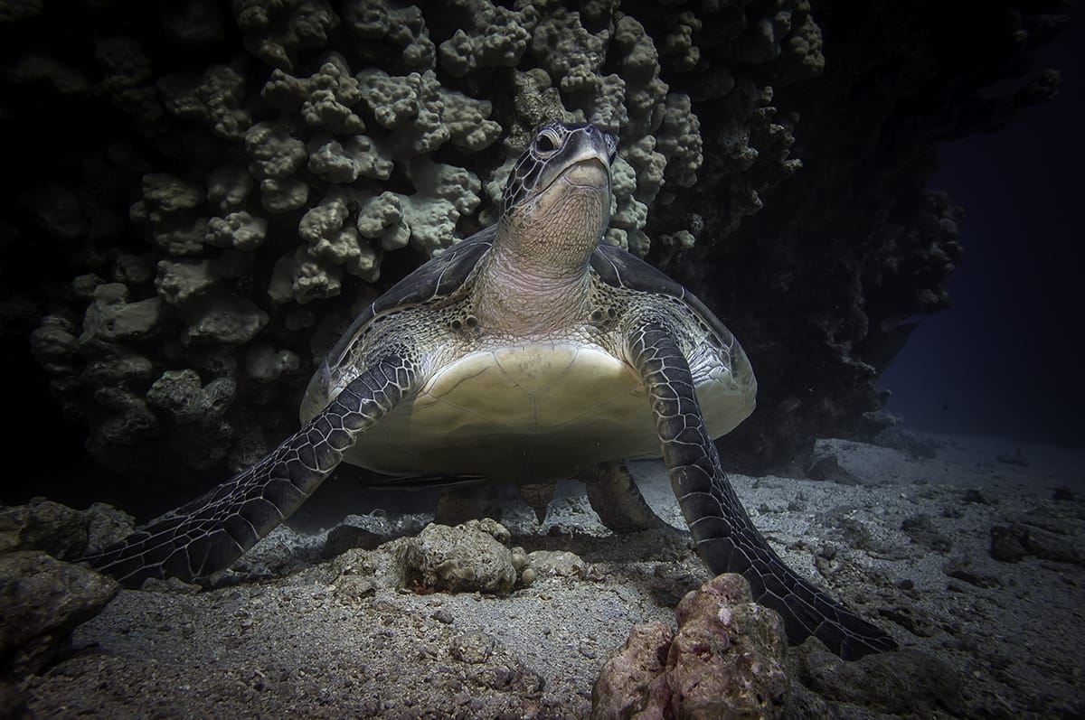 Rare female sea turtle sighted in Eilat! - Israel Nature and Parks ...