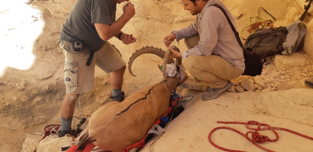 Rescue and release: A herd of ibexes returned to nature - Israel Nature ...