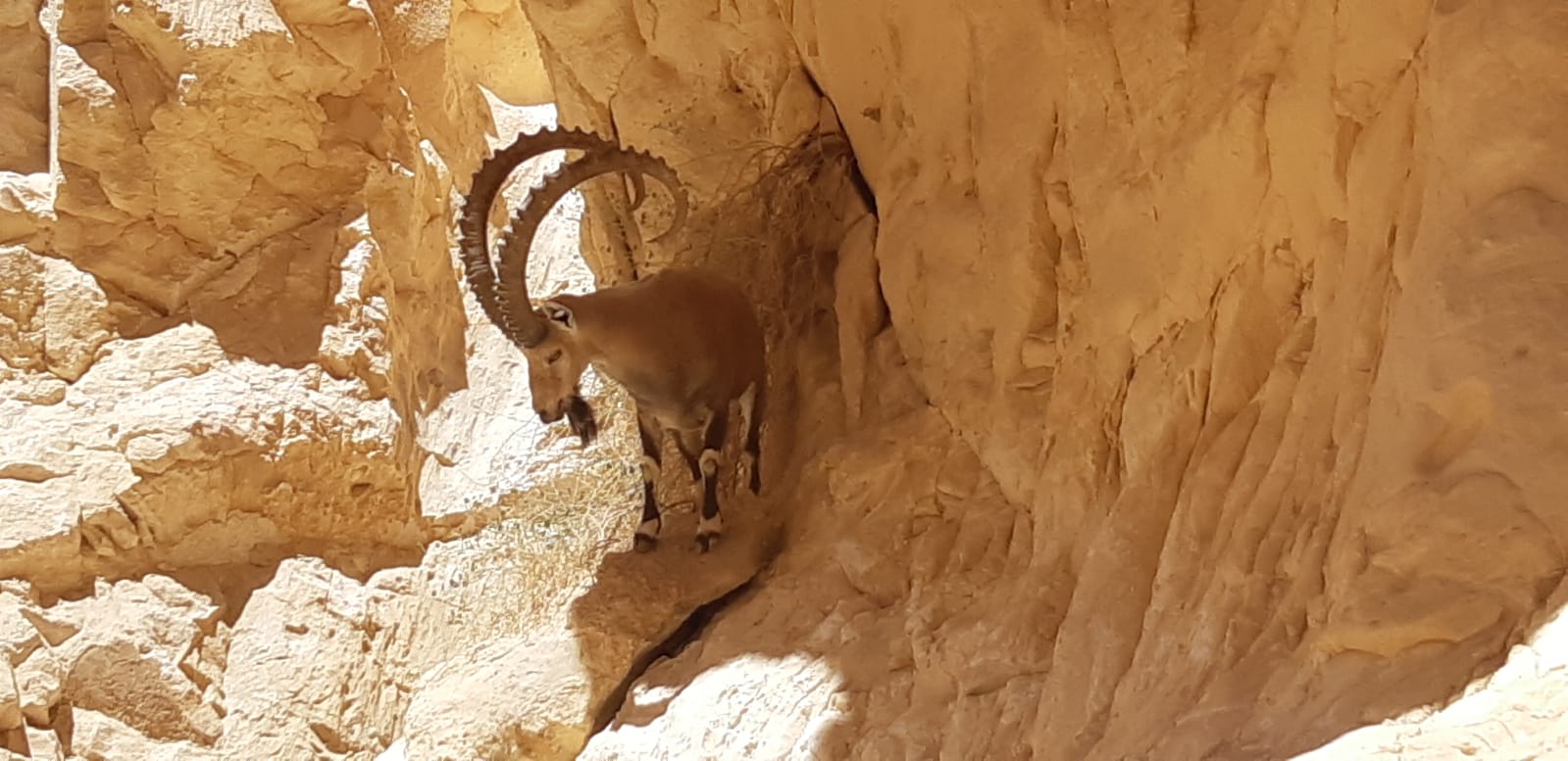 Rescue and release: A herd of ibexes returned to nature - Israel Nature ...