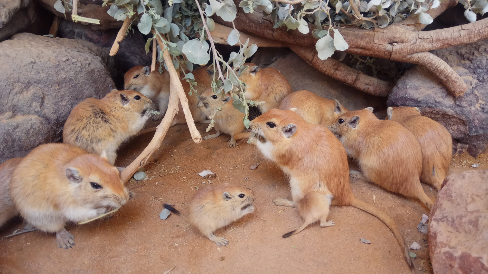 Hai Ramon - Israel Nature and Parks Authority