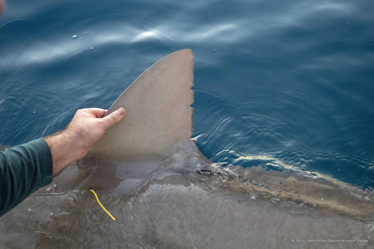 Sharks in Hadera – research milestones, discoveries, and a glimpse into ...