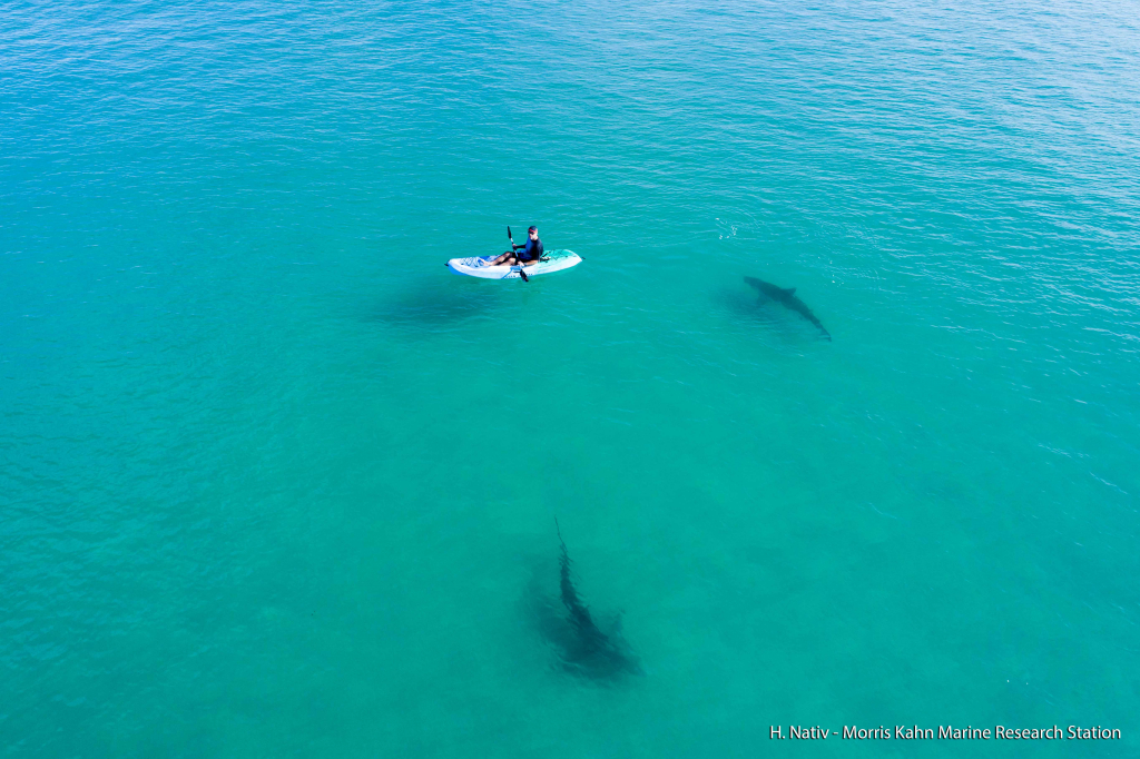 Sharks in Hadera – research milestones, discoveries, and a glimpse into ...