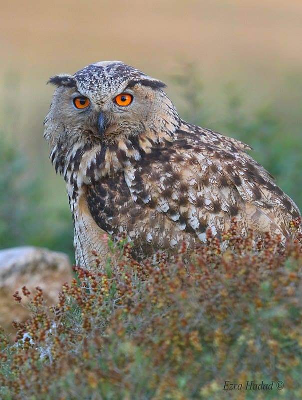 A Global First – Eurasian Eagle-owl Predation of a Porcupine in Israel ...