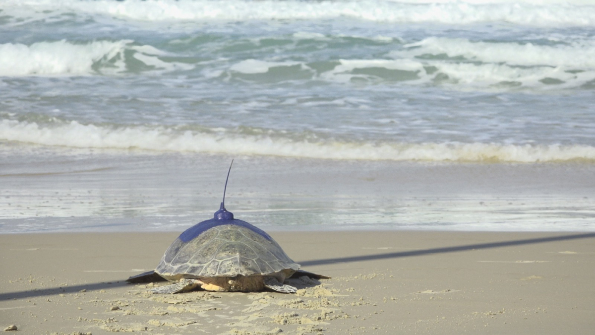 Israeli girl makes saving sea turtles her mission - Israel Nature and ...